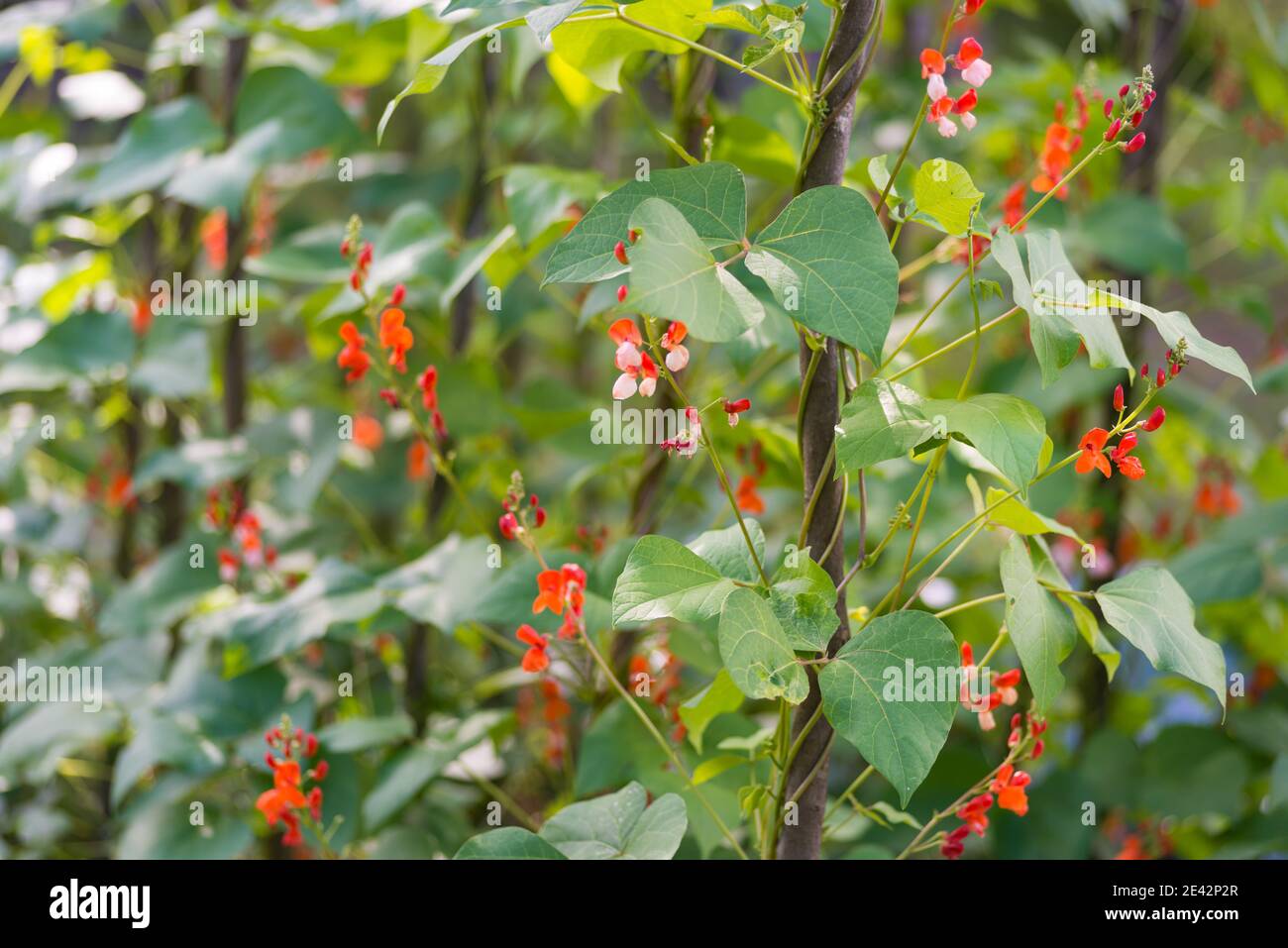 Red and white flowers of kidney bean (Phaseolus coccineus) blooming on ...