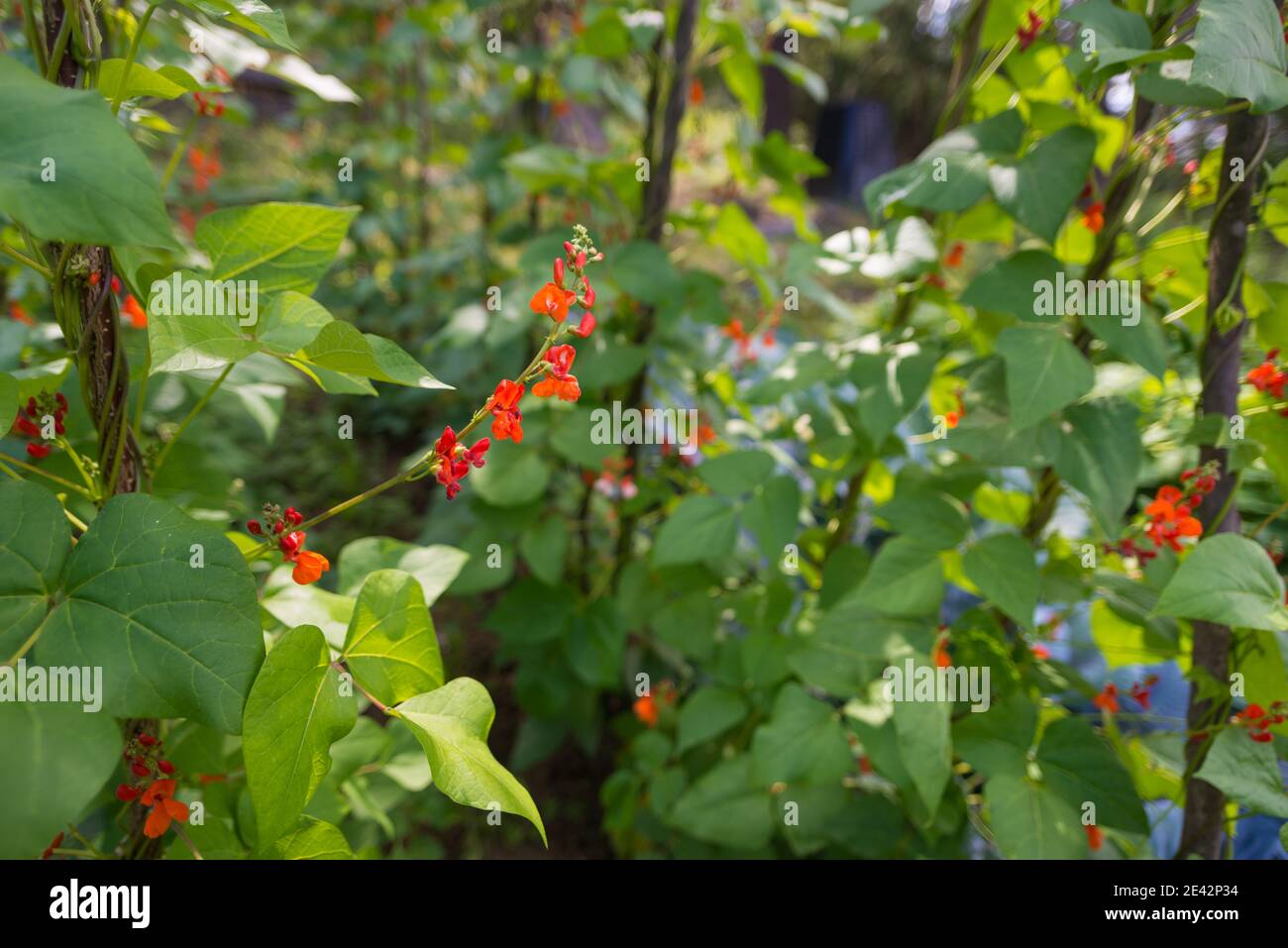 Red Kidney Bean Field High Resolution Stock Photography and Images - Alamy