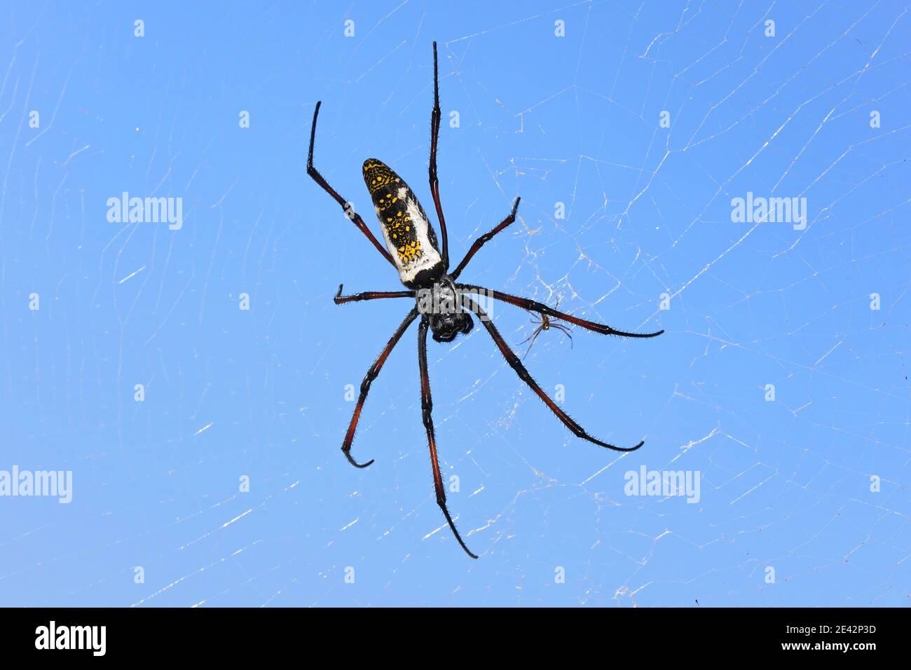 Red legged golden orb weaver spider female - Nephila inaurata ...