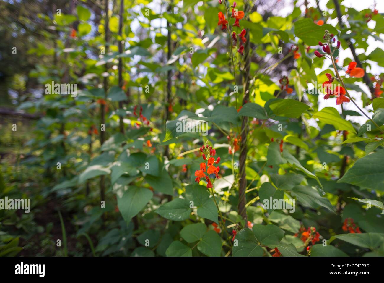 Red and white flowers of kidney bean (Phaseolus coccineus) blooming on ...
