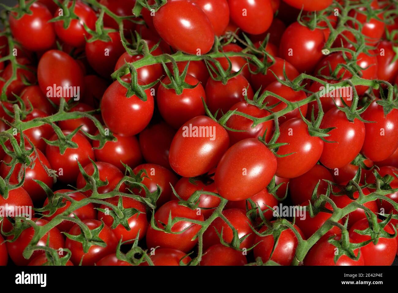 Shiny small tomatoes hi-res stock photography and images - Alamy