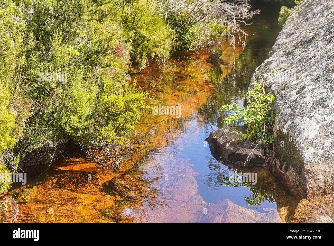 Shallow river with red basin, plants - mostly endemic - growing around ...