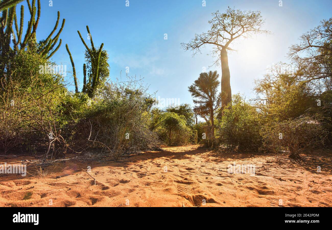 Forest with small baobab and octopus trees, bushes and grass growing on ...