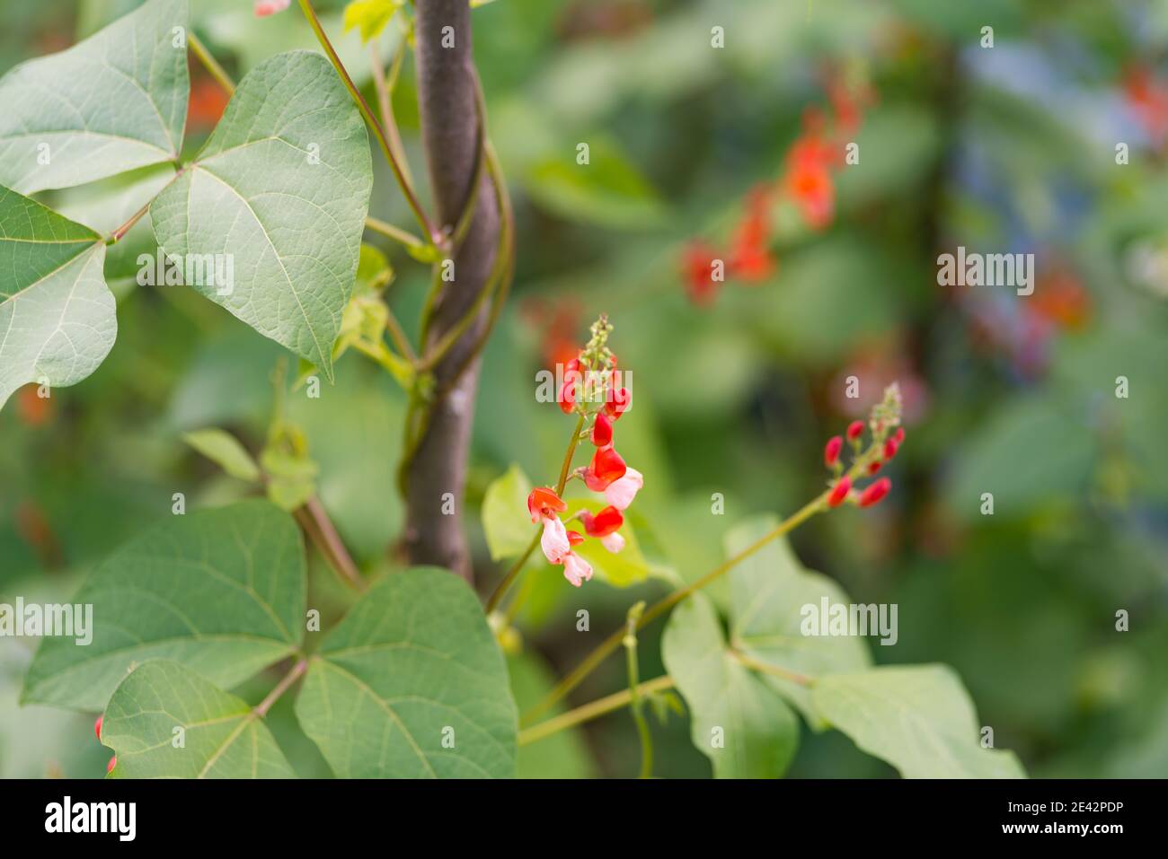 Red Kidney Bean Field High Resolution Stock Photography and Images - Alamy