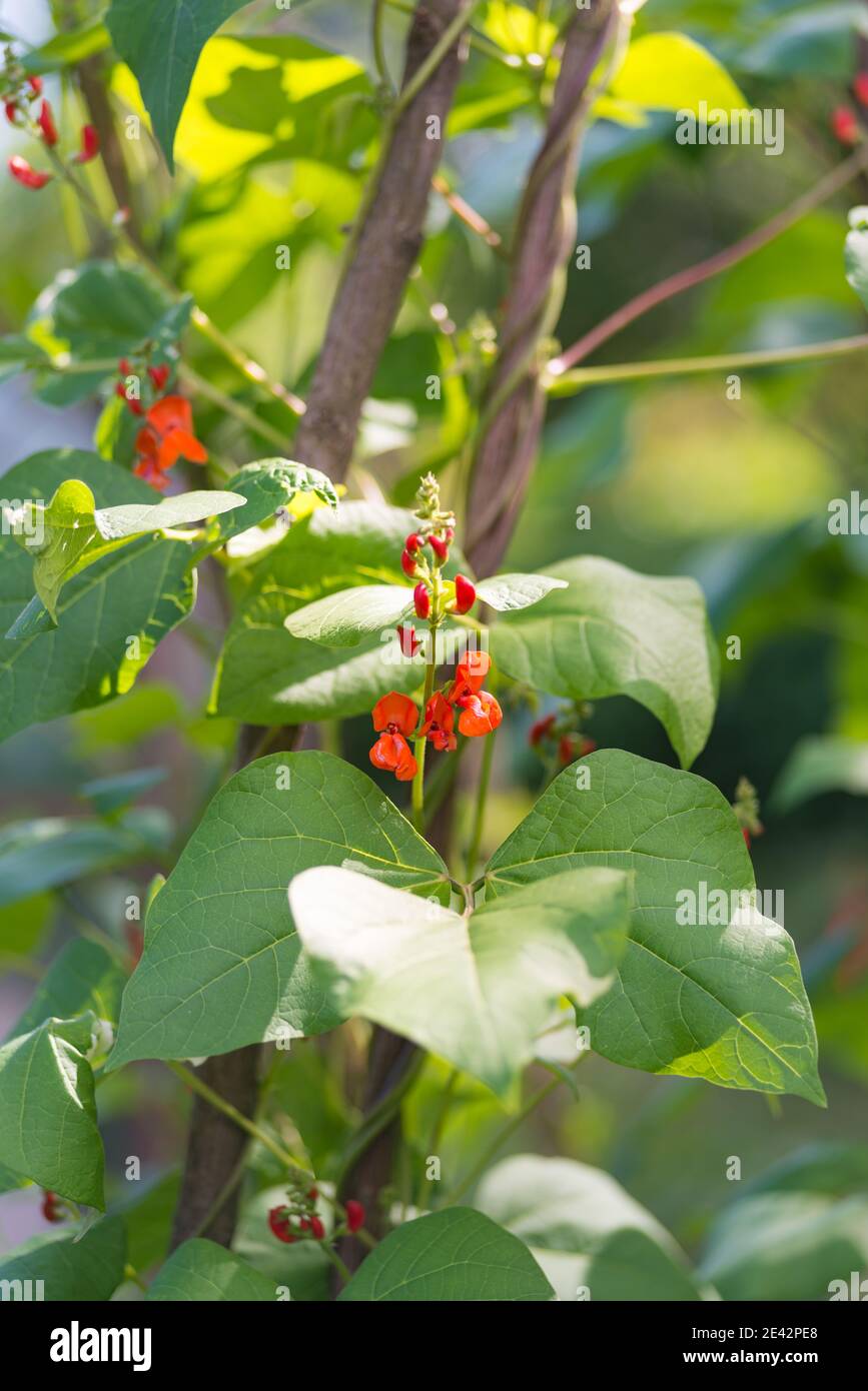 Red Kidney Bean Field High Resolution Stock Photography and Images - Alamy