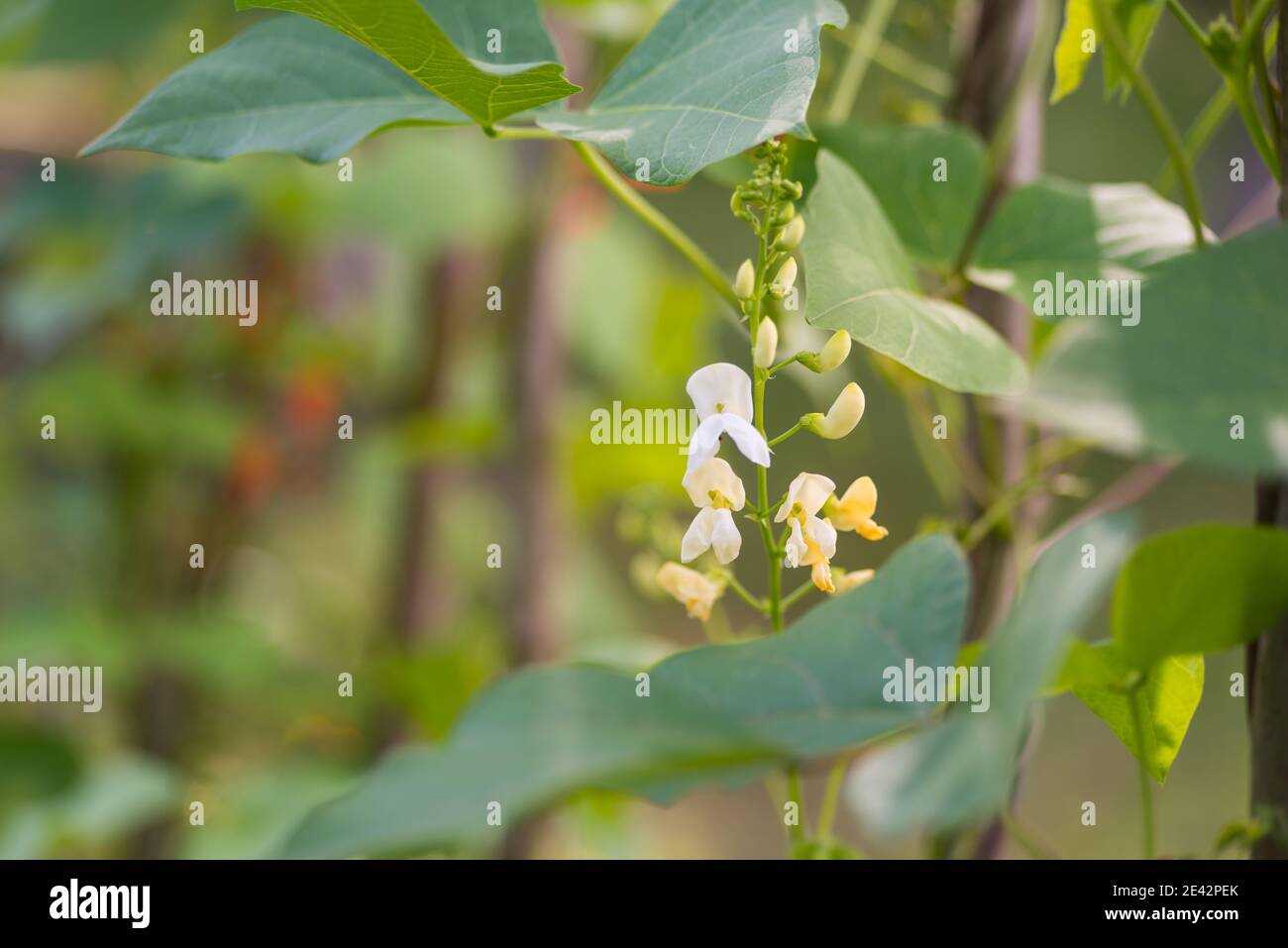 White flowers of kidney bean (Phaseolus coccineus) blooming on green ...