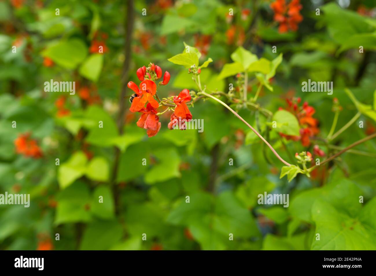 Red Kidney Bean Field High Resolution Stock Photography and Images - Alamy