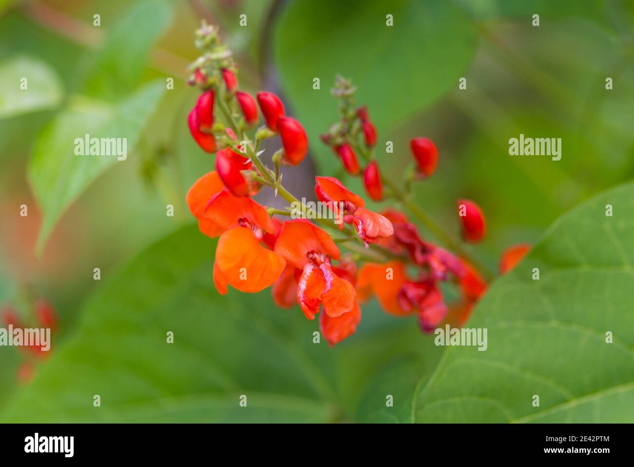Red kidney bean field hi-res stock photography and images - Alamy