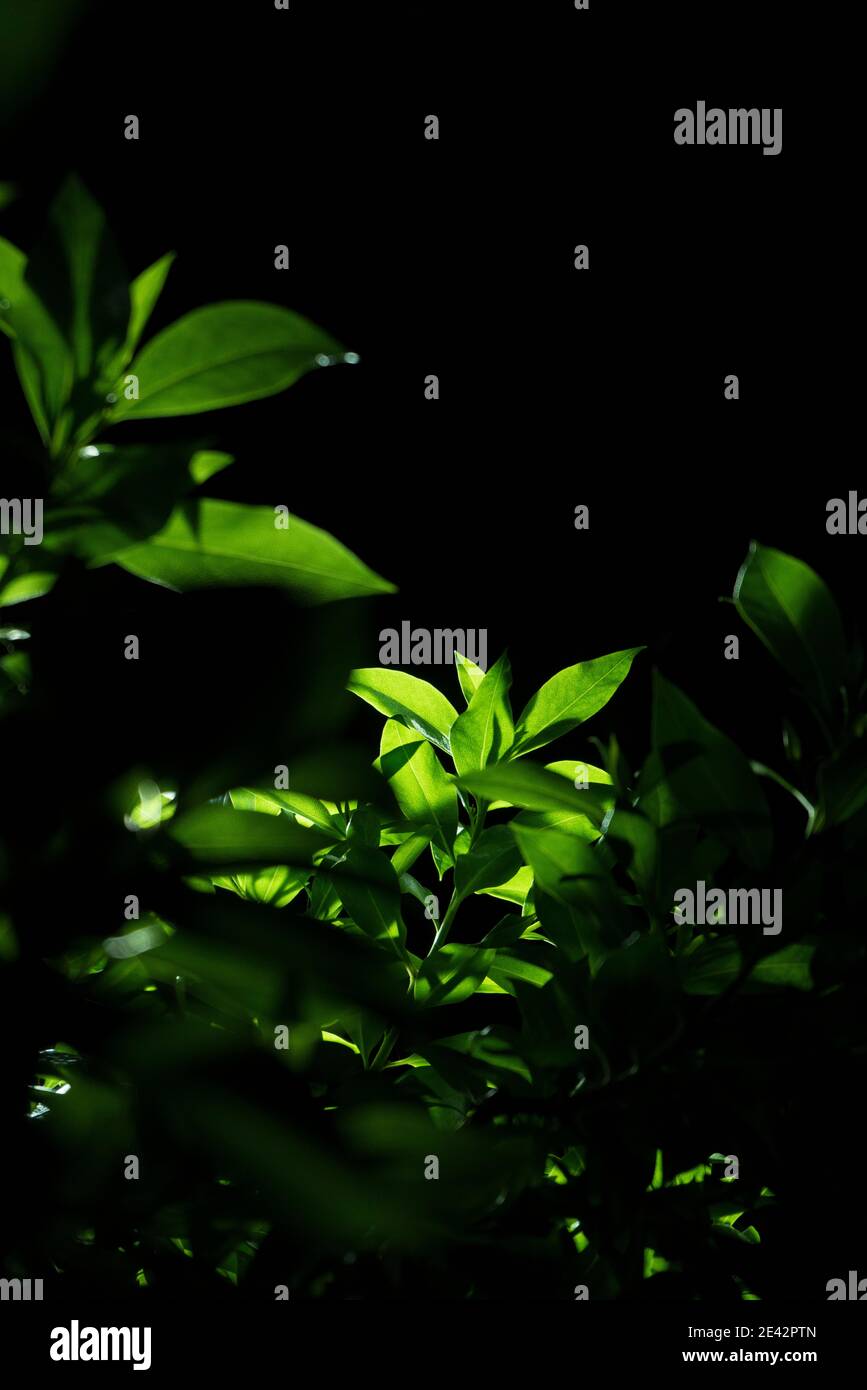 Light source shining through the green leaves of a bush plant Stock ...
