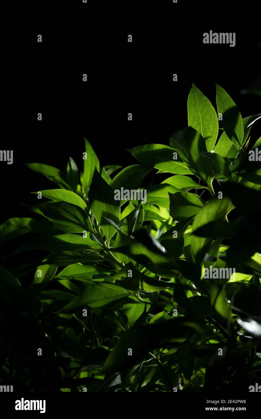 See through leaf transparent hi-res stock photography and images - Alamy