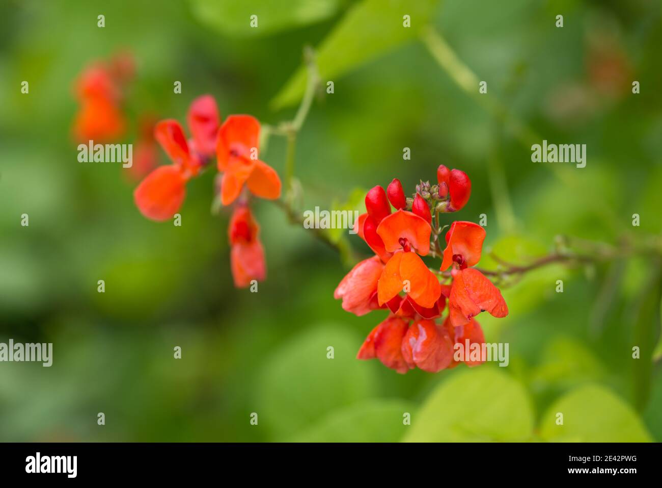 Red kidney bean field hi-res stock photography and images - Alamy