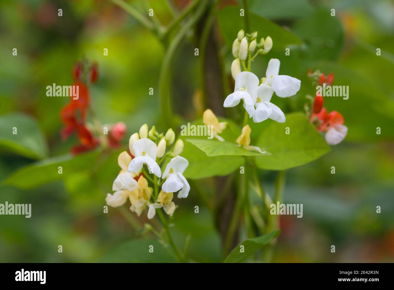 Red Kidney Bean Field High Resolution Stock Photography and Images - Alamy