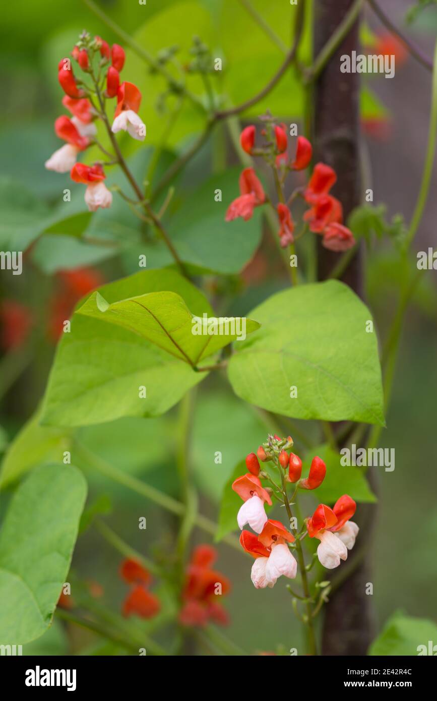 Red Kidney Bean Field High Resolution Stock Photography and Images - Alamy