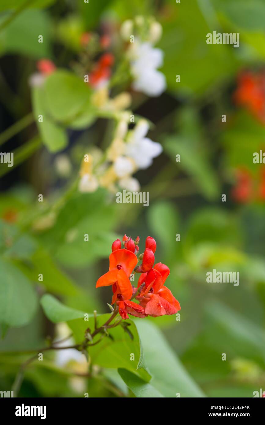 Red Kidney Bean Field High Resolution Stock Photography and Images - Alamy