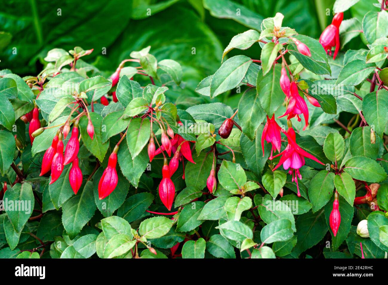 Beautiful fuchsia flowers of bright pink color in the summer garden ...