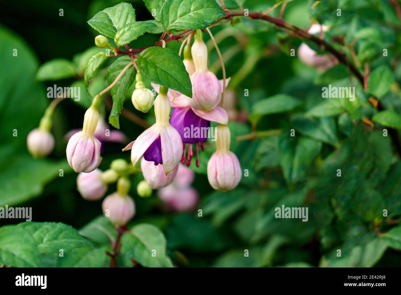 Beautiful flowers of white-lilac fuchsia in the summer garden Stock ...