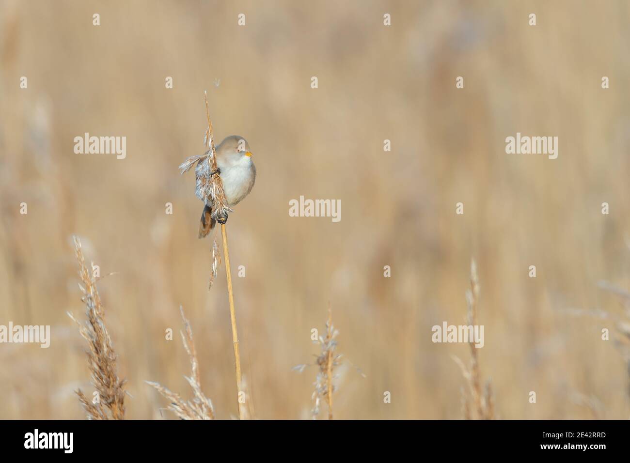 A bearded reedling, female (Panurus biarmicus Stock Photo - Alamy