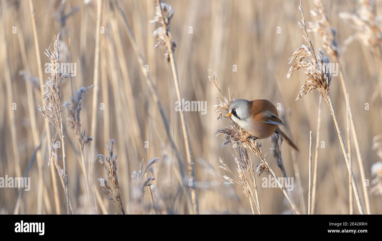 A bearded reedling, male (Panurus biarmicus Stock Photo - Alamy