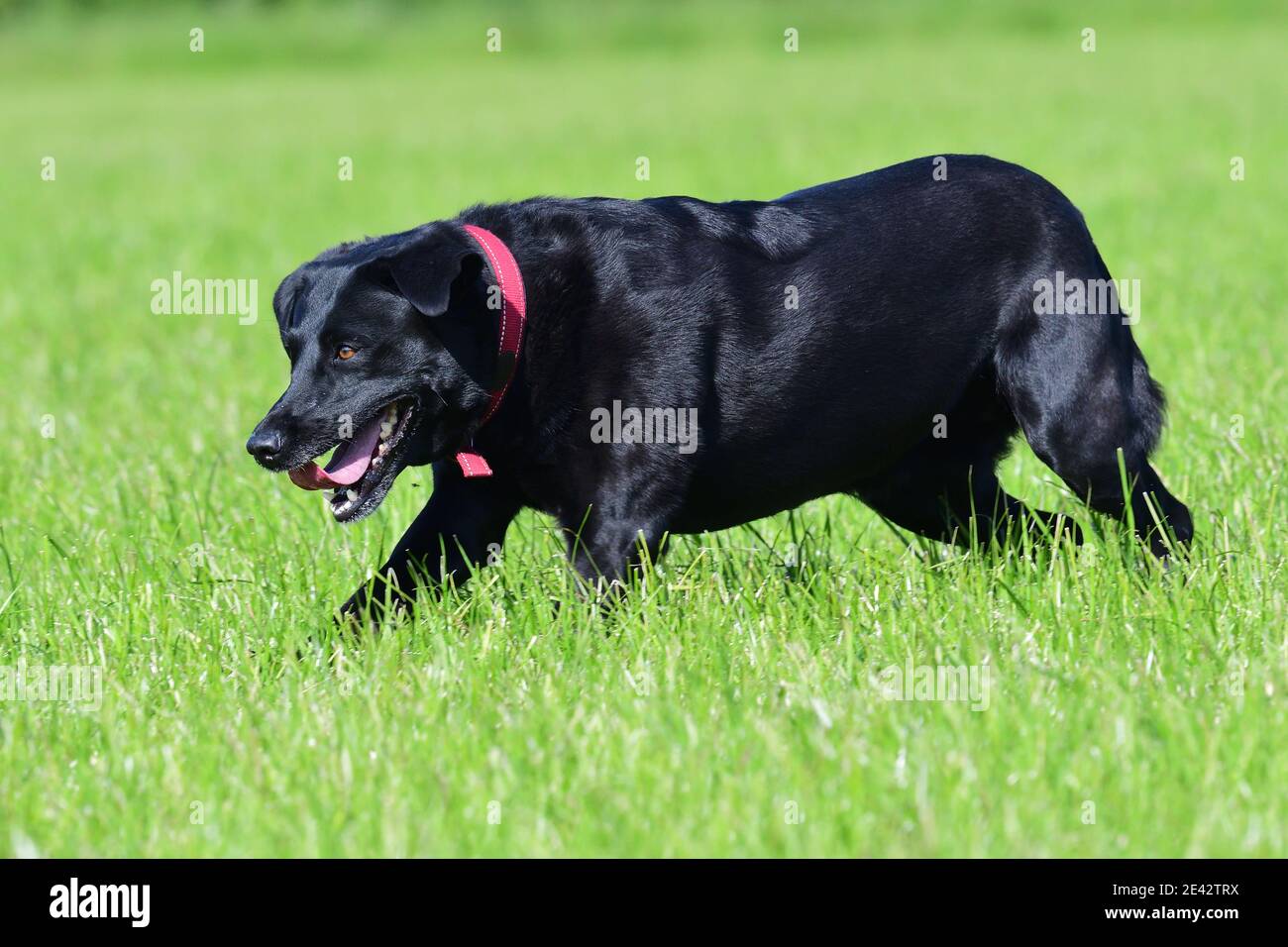 Action shot of a young black Labrador retriever running through a field ...