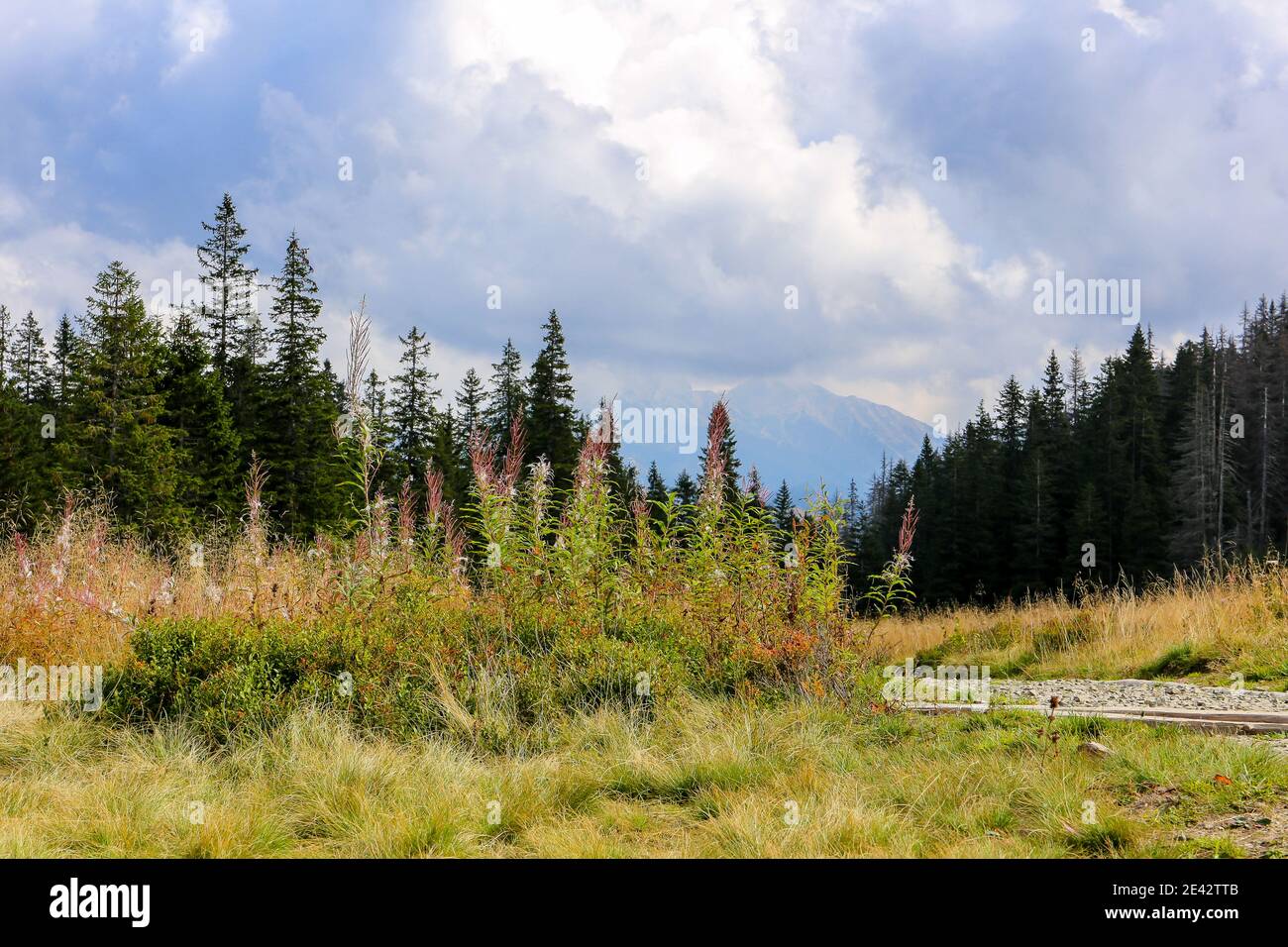Mountain glade autumn landscape with red fireweed (Chamaenerion ...