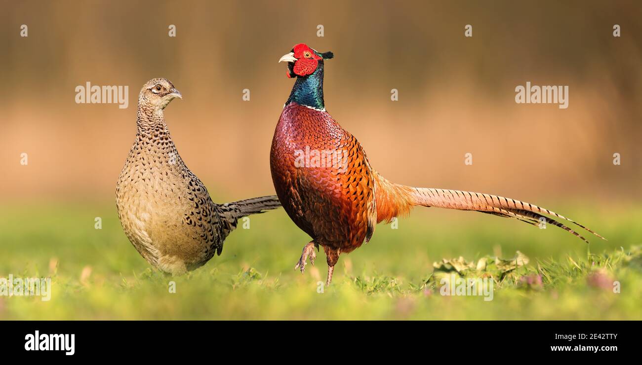 Two common pheasants standing close to each other during spring breeding season Stock Photo - Alamy