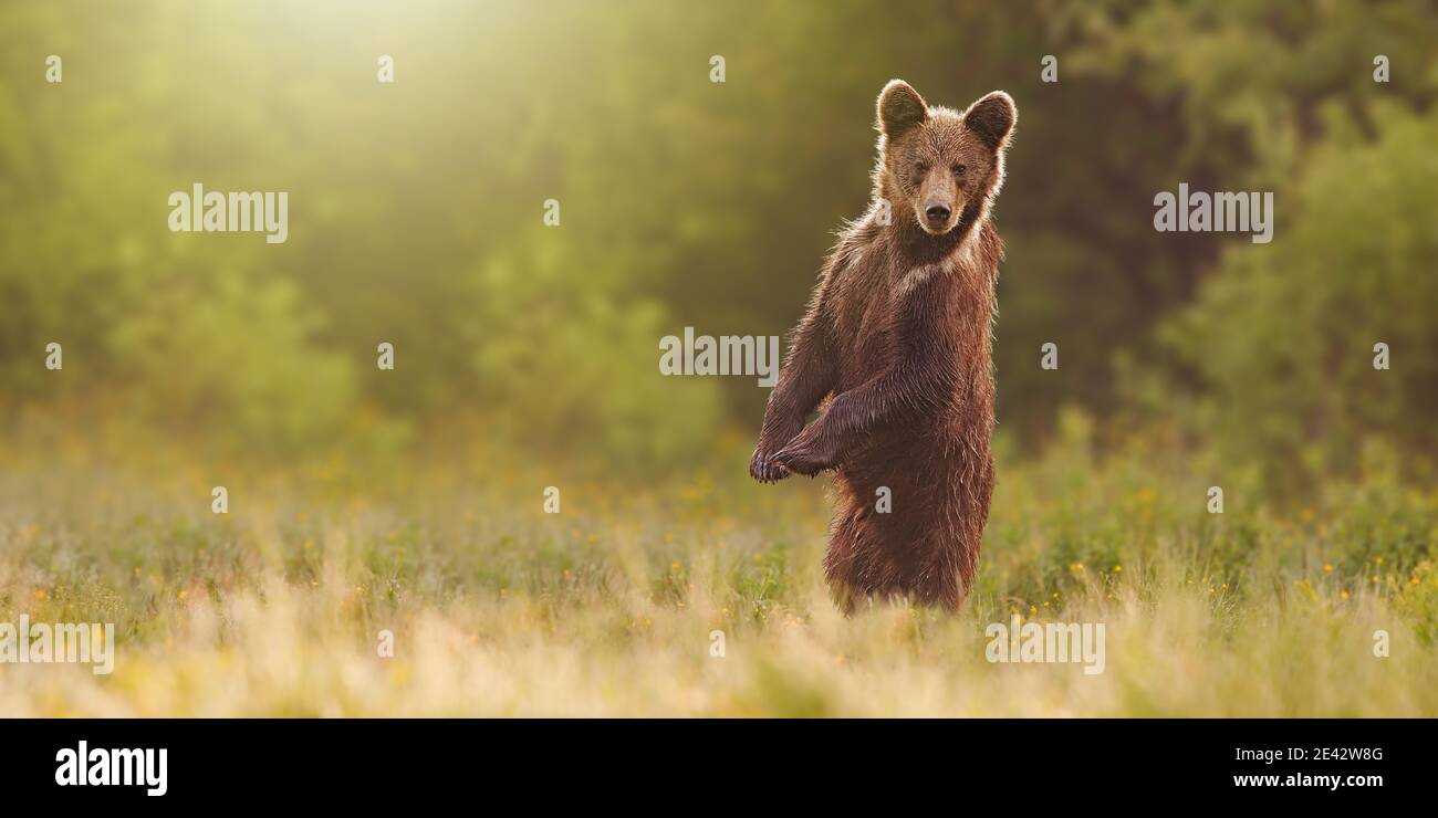Brown bear standing on rear legs in upright position on meadow with ...