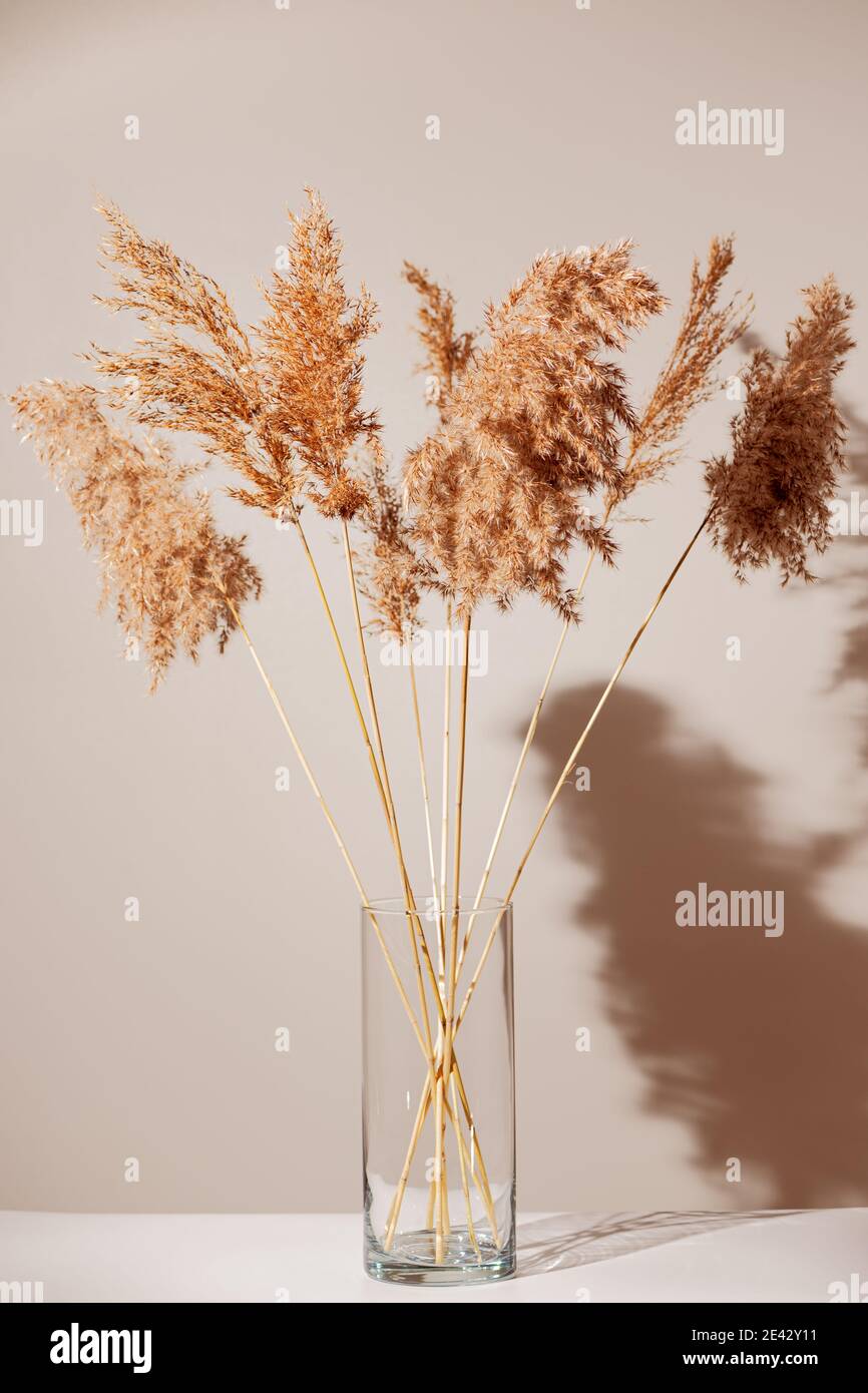 Dry reeds in glass transparent vase on white table with shadow on light ...