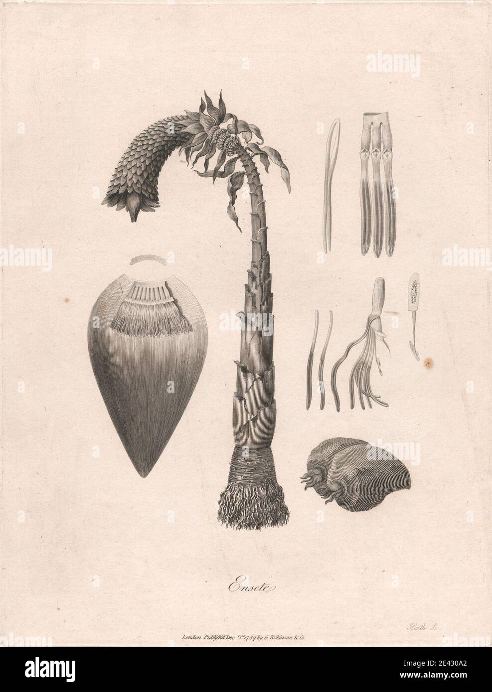 Ensete 1789 hi-res stock photography and images - Alamy