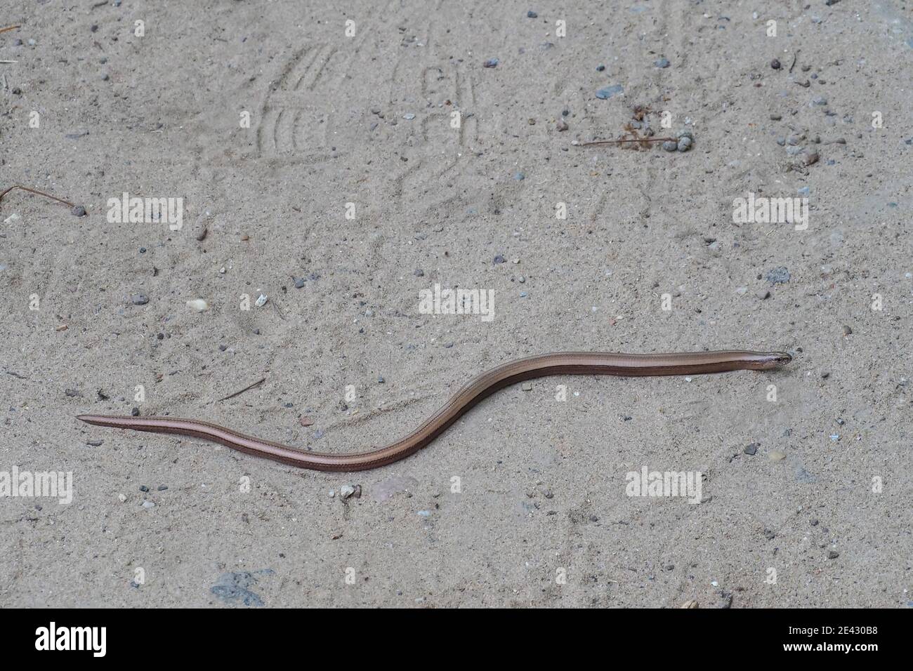 The deaf adder or slowworm or blindworm (Angius fragilis) , beatiful ...