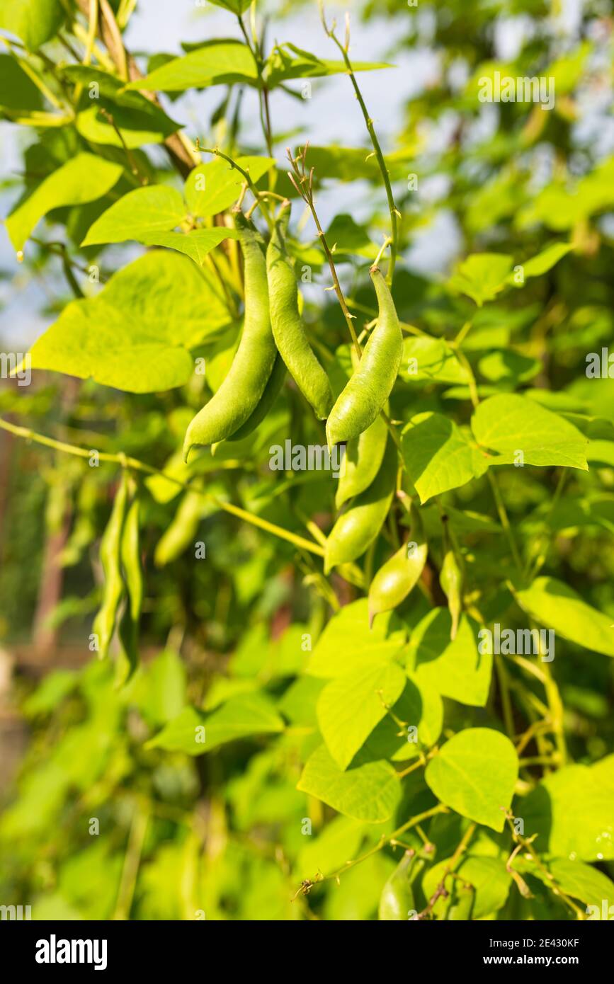 Immature or young pods of the runner bean hi-res stock photography and ...