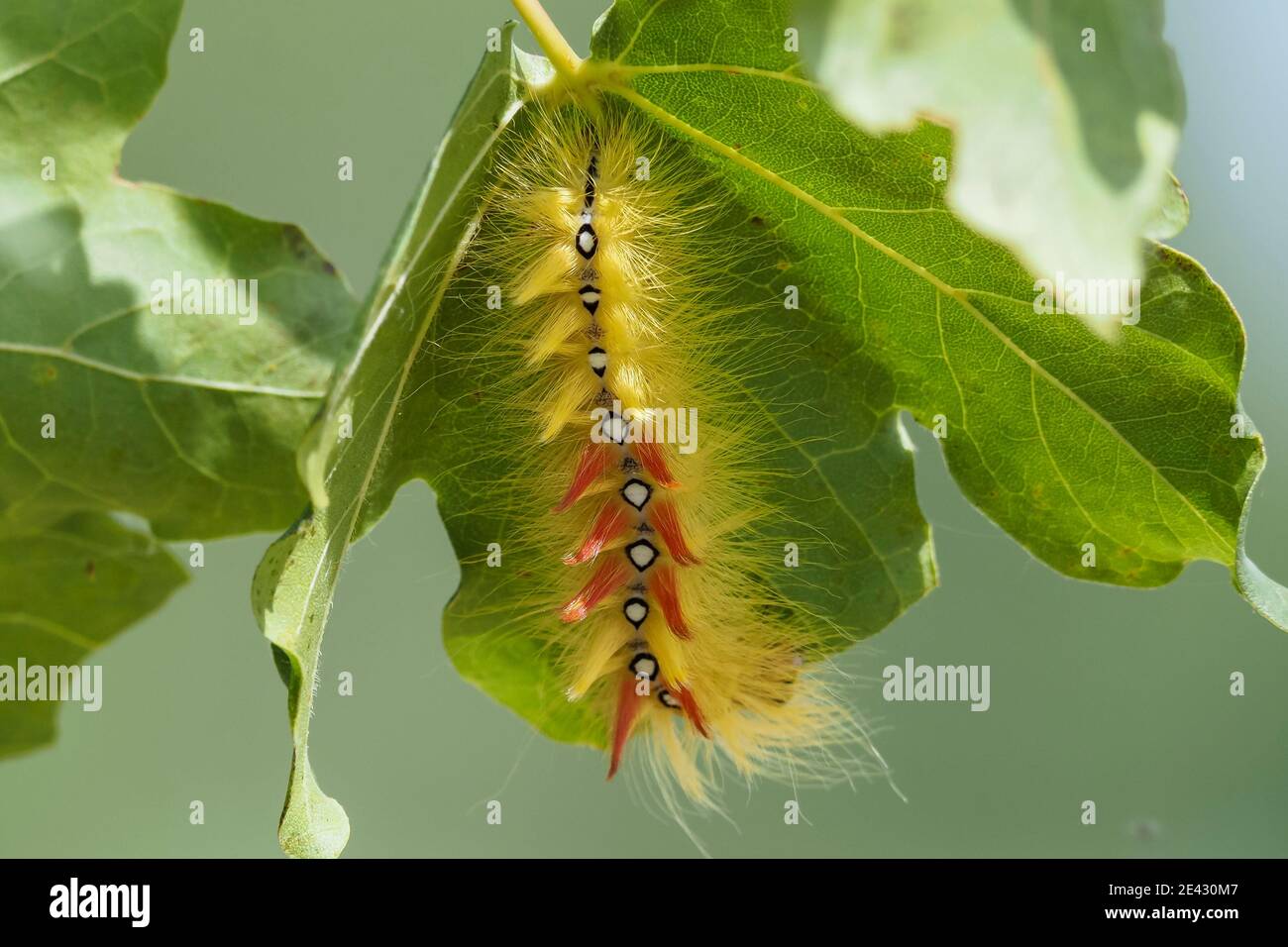 The sycamore (Acronicta aceris) is a moth of the family Noctuidae ...