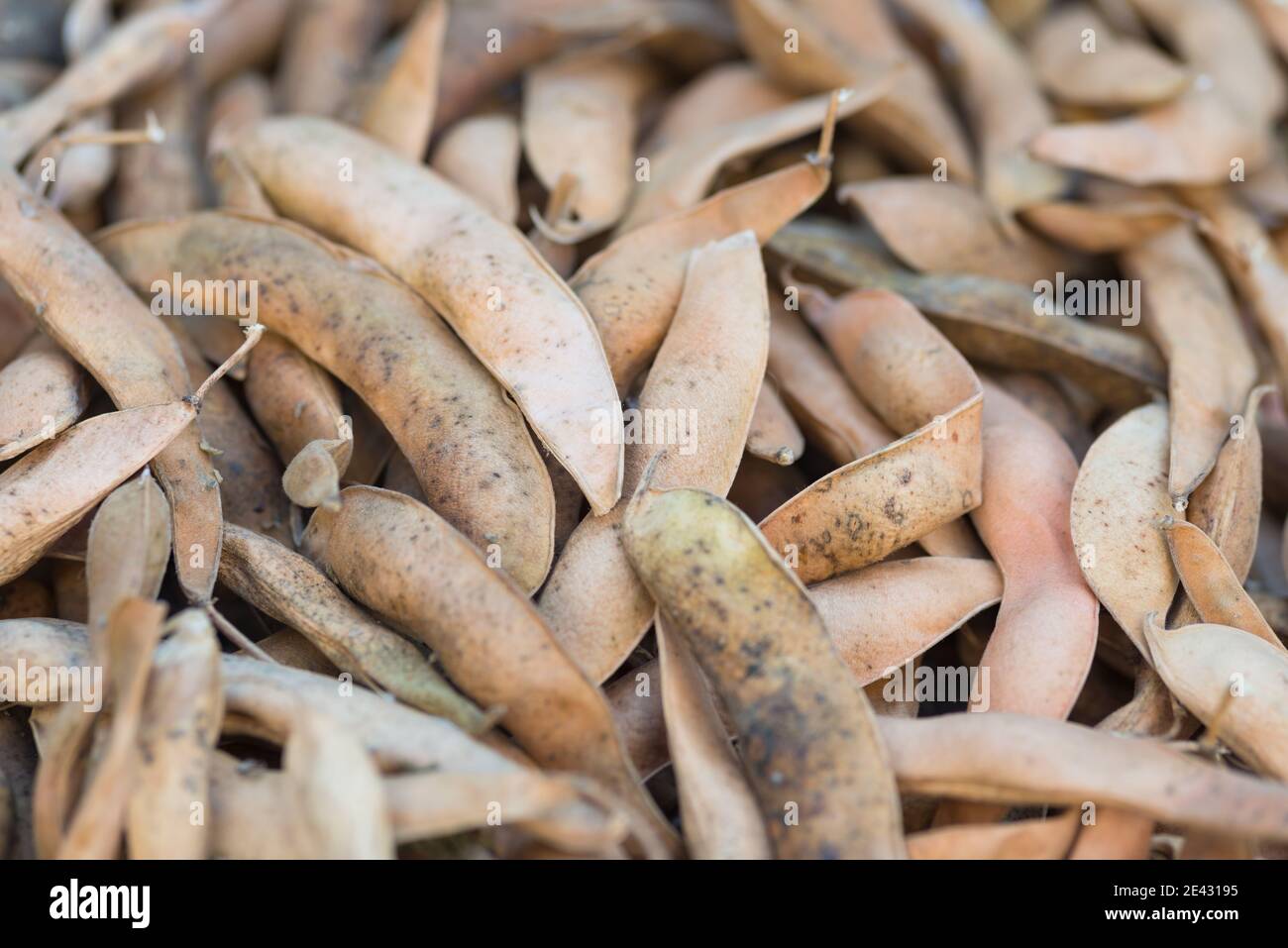 Immature or young pods of the runner bean hi-res stock photography and ...