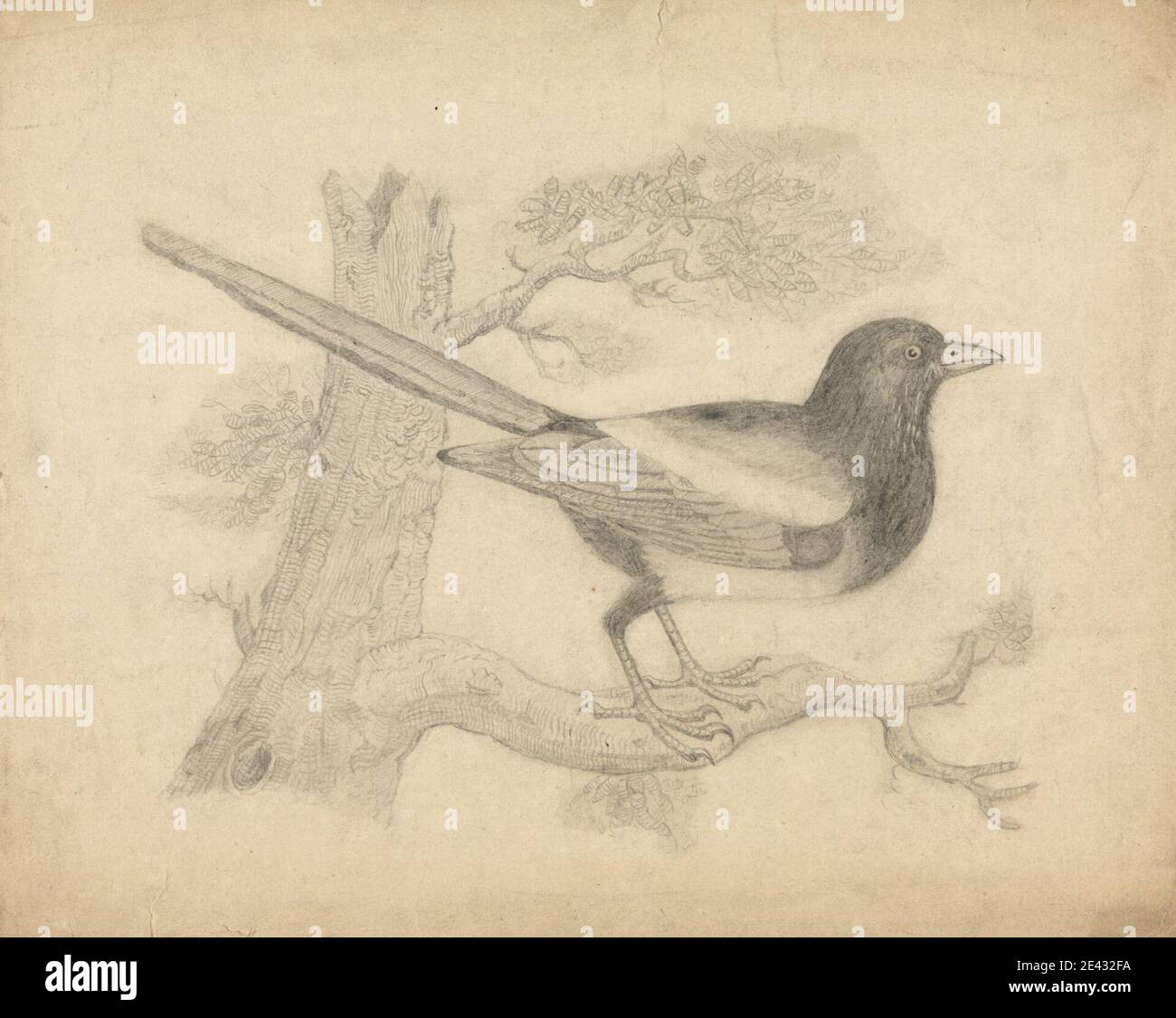 Magpie illustration ink hi-res stock photography and images - Alamy