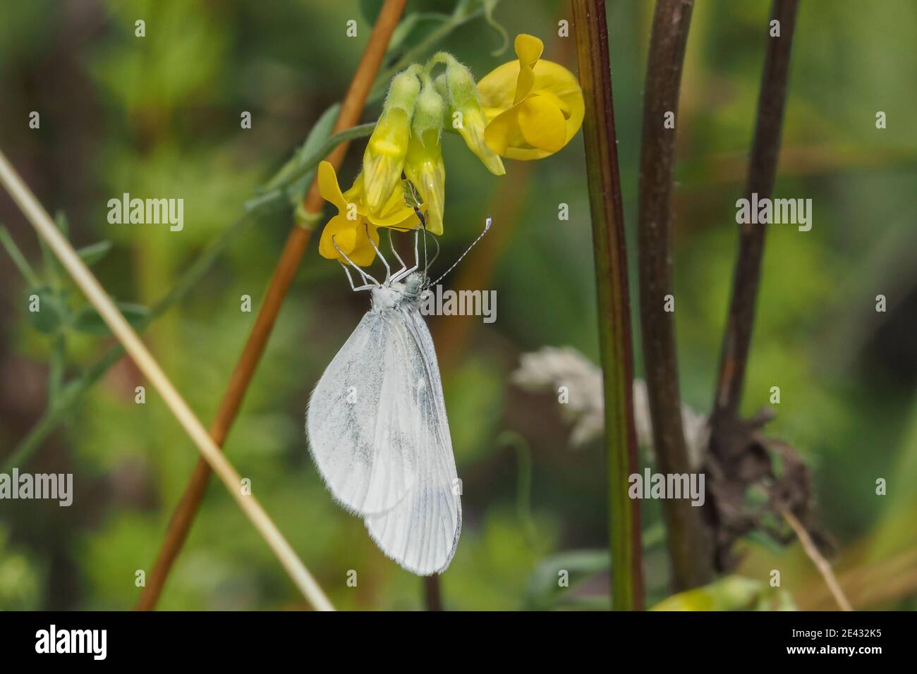 Beatiful wallpaper hi-res stock photography and images - Alamy
