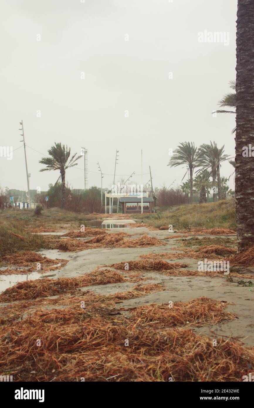 Sways the palm trees hi-res stock photography and images - Alamy