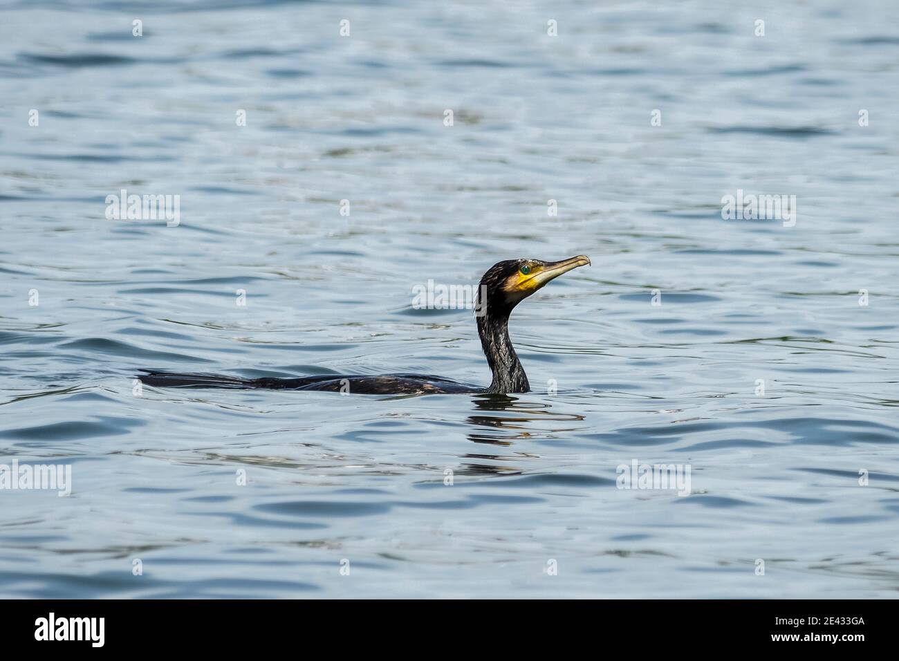 The great cormorant (Phalacrocorax carbo), known as the black shag in ...