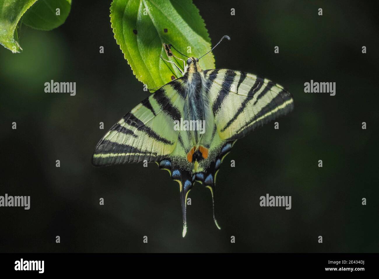 The scarce swallowtail (Iphiclides podalirius) is a butterfly belonging ...