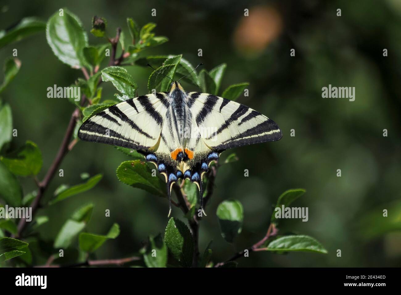 The scarce swallowtail (Iphiclides podalirius) is a butterfly belonging ...