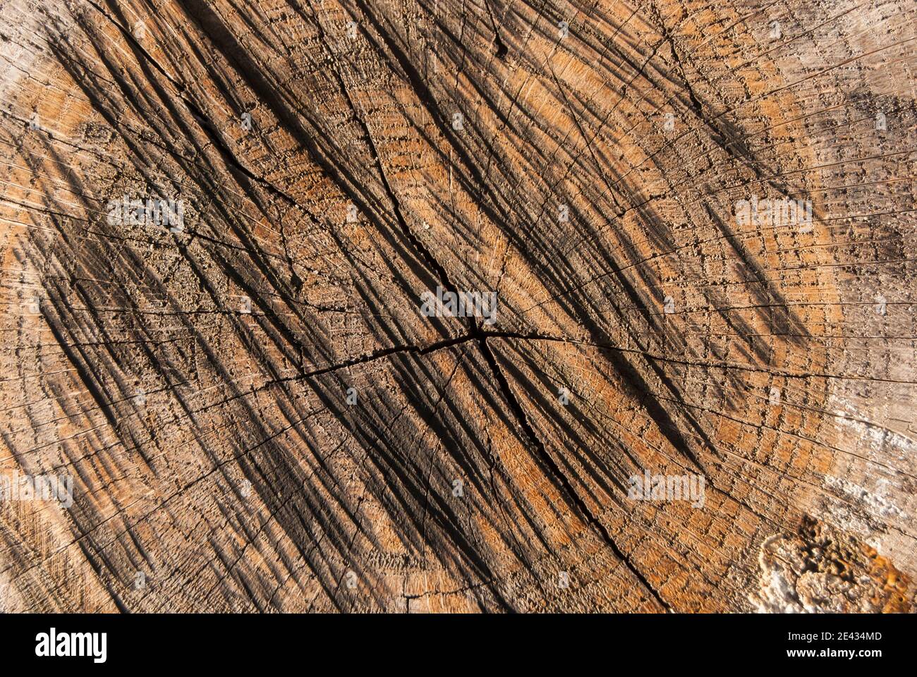 Old cut weathered tree surface closeup as wooden background Stock Photo ...