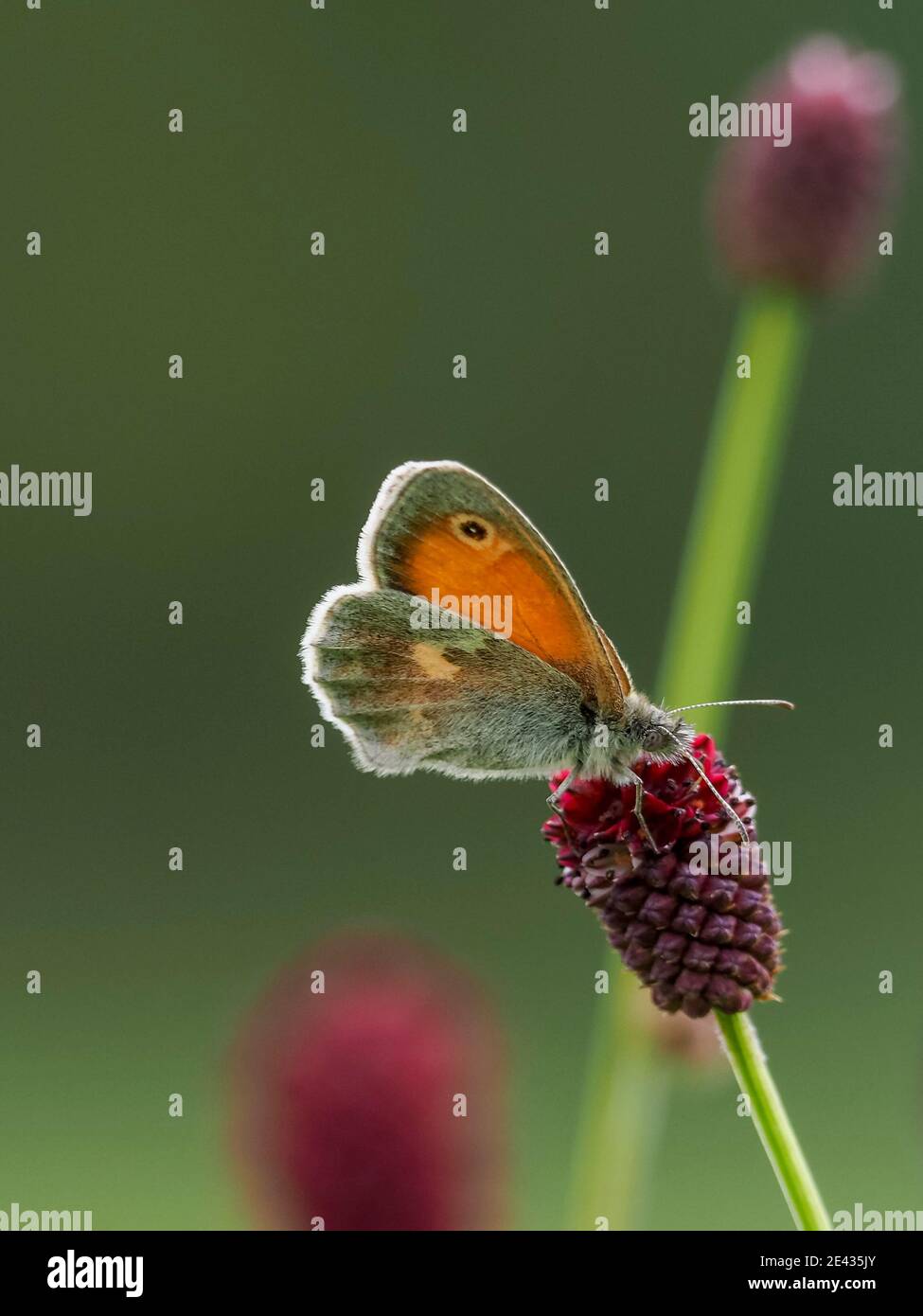 The small heath (Coenonympha pamphilus) is a butterfly species ...