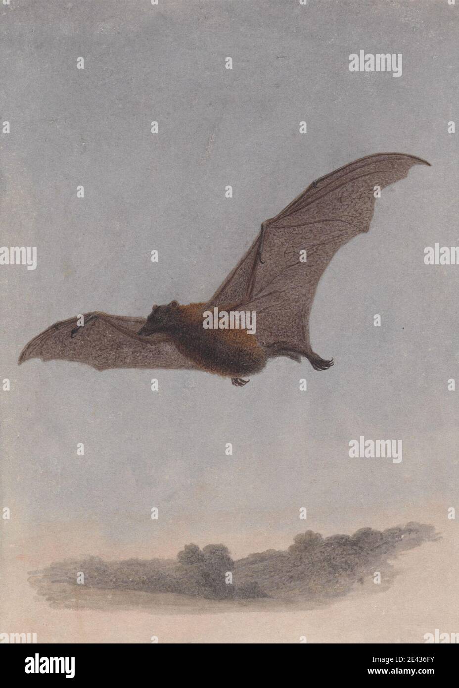 Bat flight british hi-res stock photography and images - Alamy