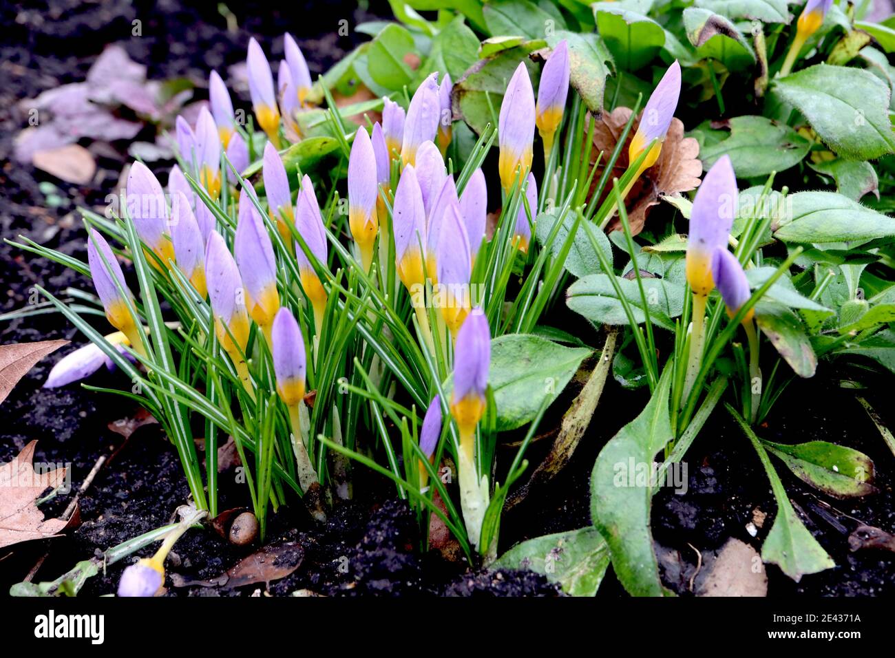 Crocus sieberi subsp. atticus ‘Firefly’ Snow crocus Firefly – group of ...