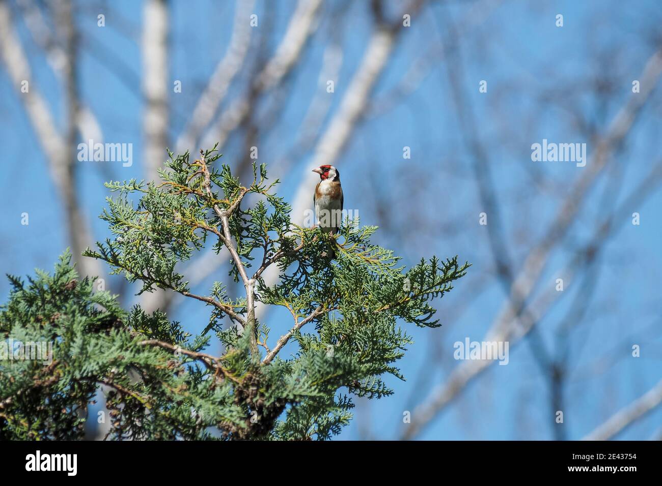 The European goldfinch or simply the goldfinch (Carduelis carduelis ...