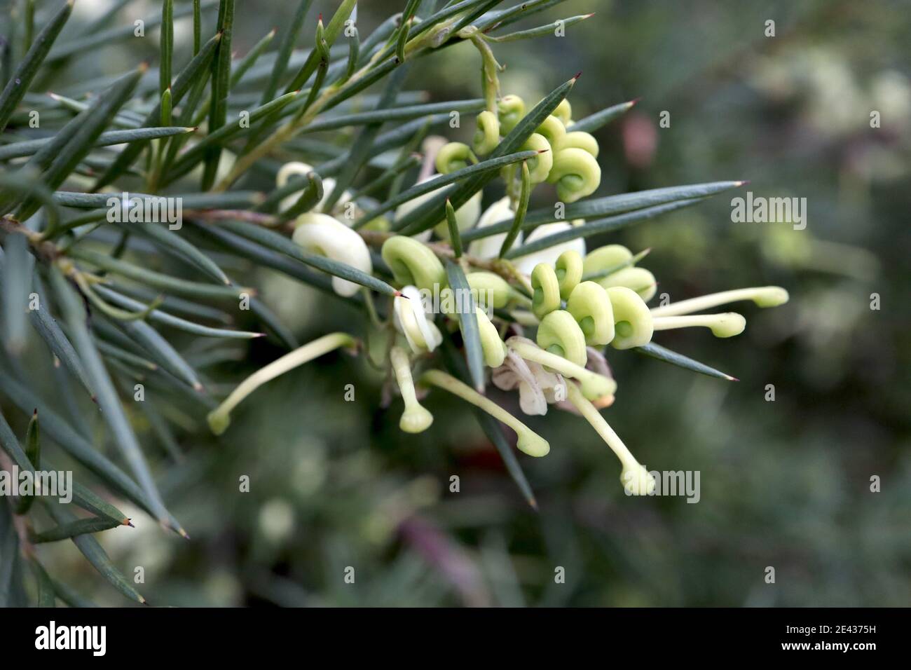 Spider flower white knight hi-res stock photography and images - Alamy