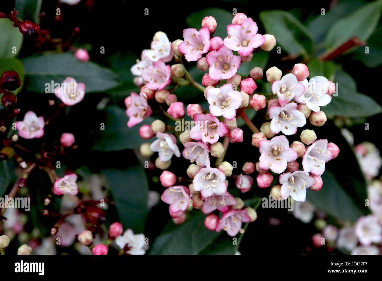 Viburnum x burkwoodii ‘Mohawk’ Arrowwood Mohawk – highly scented small ...