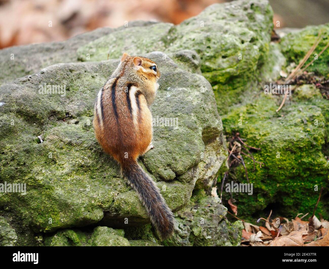 Chipmunk sitting on rock Stock Photo - Alamy