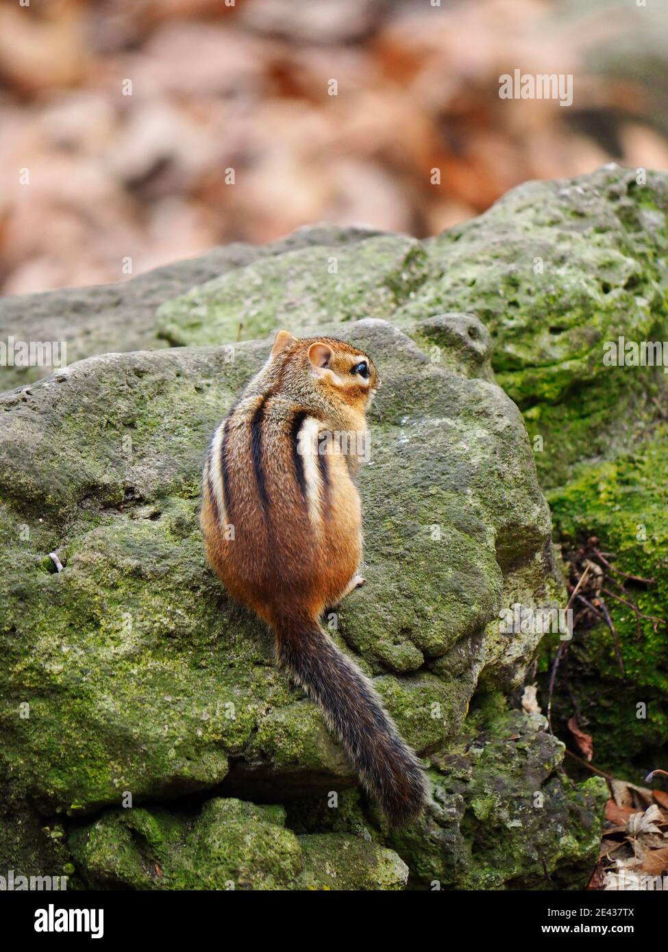 Chipmunk sitting on rock Stock Photo - Alamy