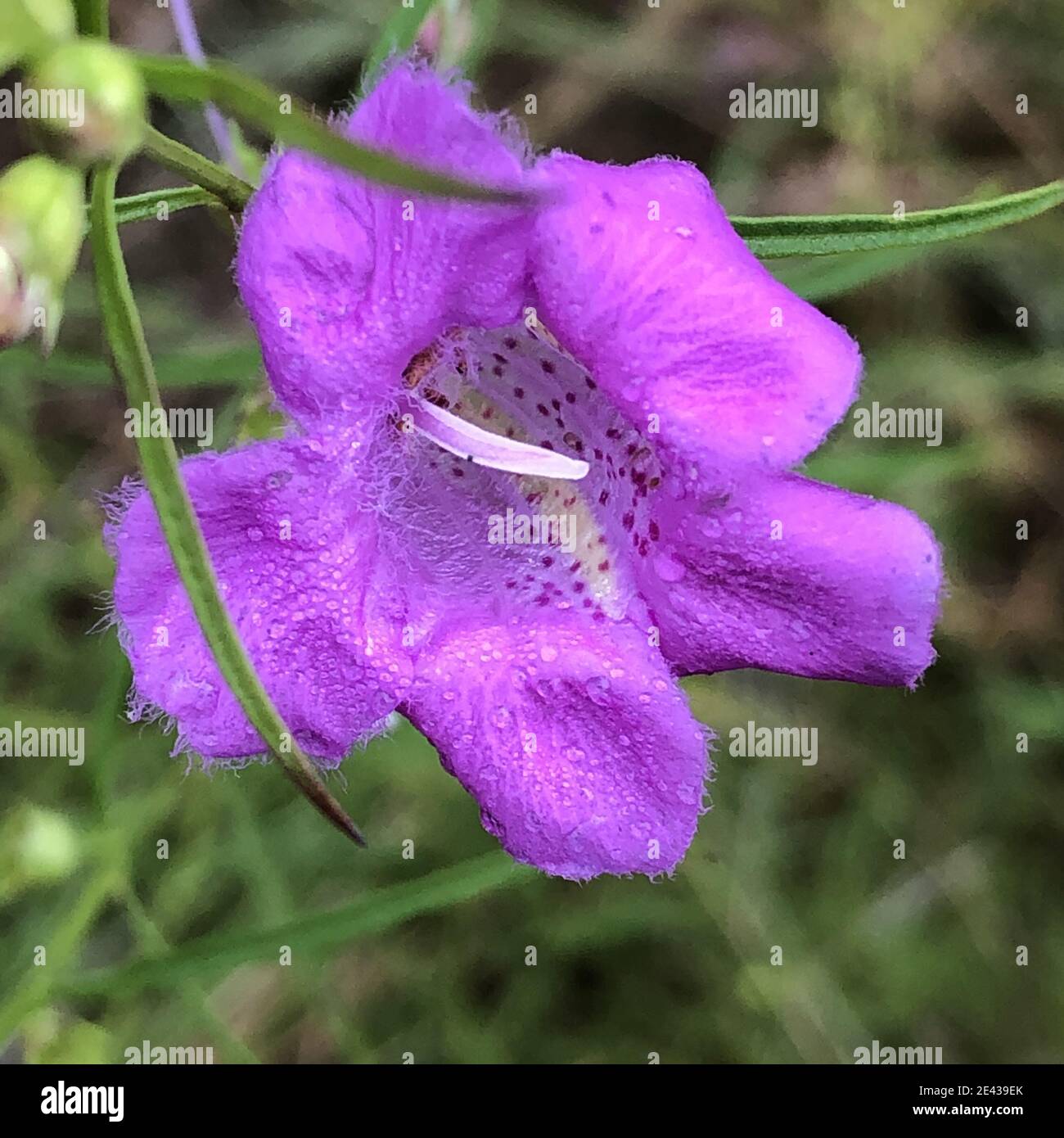 Purple gerardia hi-res stock photography and images - Alamy