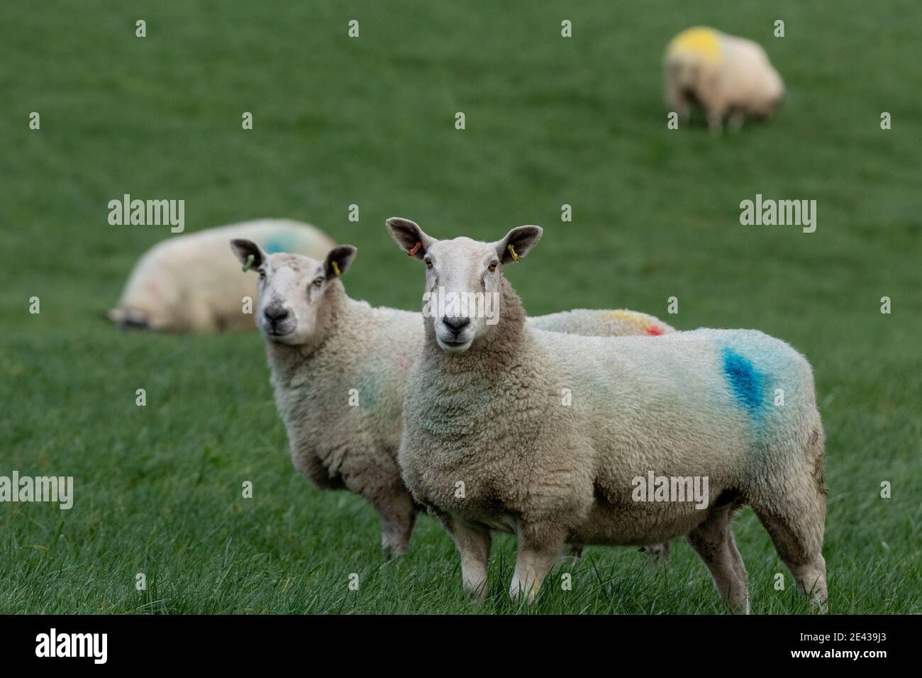 Two rams (tups) in a field in Yorkshire. There are smit marks on their ...