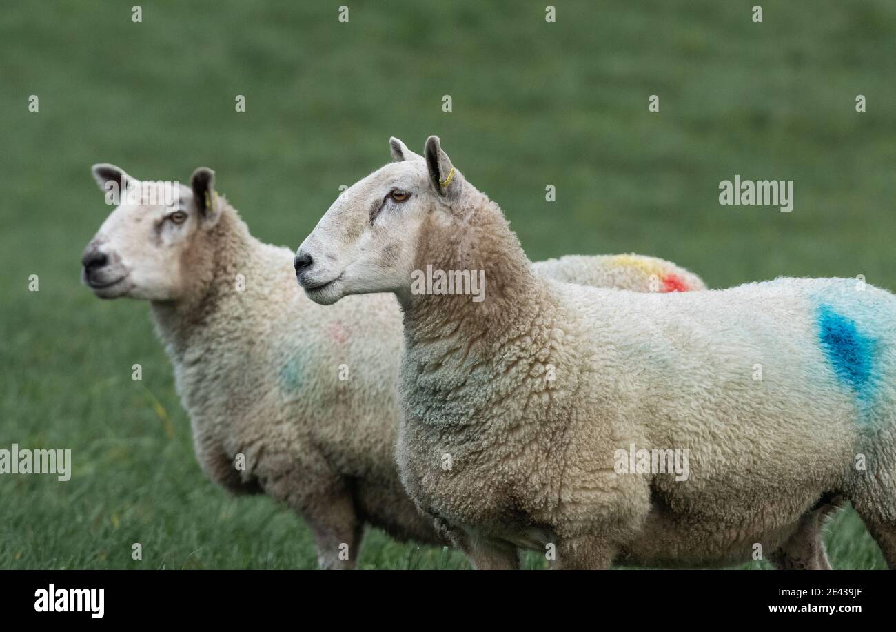 Two rams (tups) in a field in Yorkshire. There are smit marks on their ...